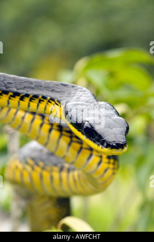 Large Bird-eating snake Pseustes poecilonotus, Panamanian rainforest ...