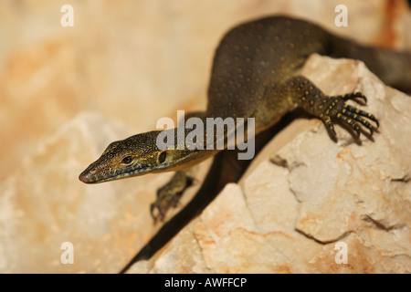 Closeup of a goanna, a large Australian monitor lizard, in the wild on ...