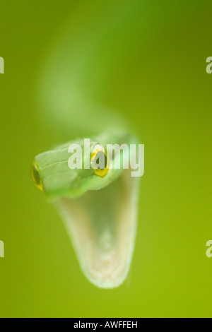 Giant Green Parrot snake ( Leptophis ahaetulla ) , Panama Stock Photo ...