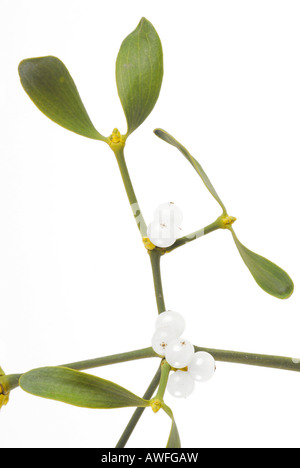 Sprig of mistletoe Stock Photo - Alamy