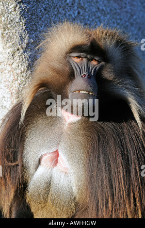 Blutbrustpavian oder Dschelada / Gelada / Theropithecus gelada Stock ...