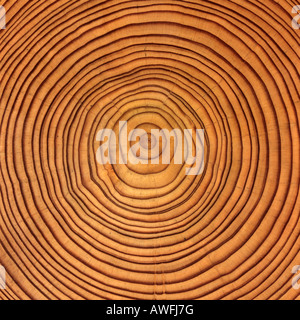 Larch (Larix) tree trunk cross-section: tree rings Stock Photo - Alamy