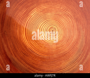 Larch (Larix) tree trunk cross-section: tree rings Stock Photo - Alamy