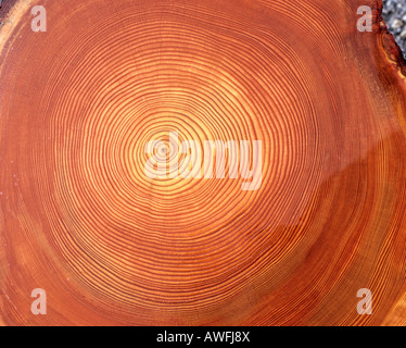 Larch (Larix) tree trunk cross-section: tree rings Stock Photo - Alamy