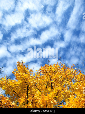 Tree and lots of golden leaves Stock Photo - Alamy