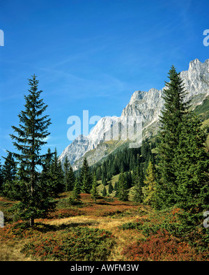 Alpen Alps Wald Forest Nadelbaum conifer Gras grass Pflanzen plants ...