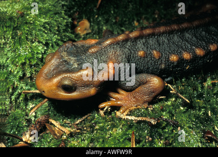Tylototriton verrucosus, Tibet or crocodile salamander Stock Photo - Alamy