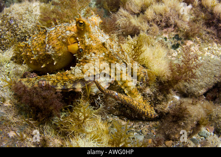 Two spot octopus Octopus bimaculatus California Pacific Ocean Stock ...