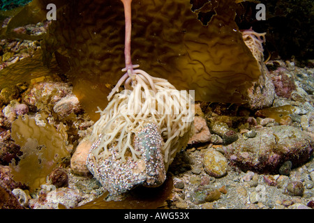 The holdfast is the root system anchoring giant kelp, Macrocystis ...
