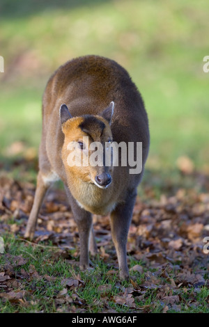 Muntjac doe in a woodland Stock Photo - Alamy