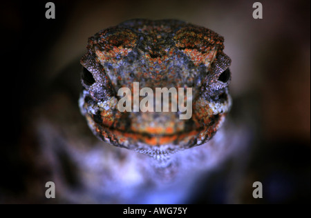 A lizard in Volcan Baru national park in the Chiriqui province ...