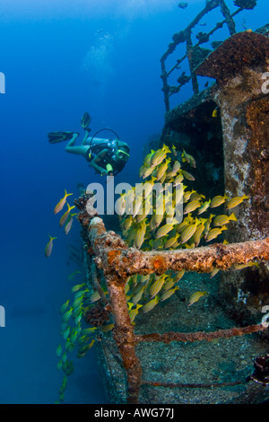 Bluestripe Snapper (Lutjanus kasmira) on a tropical coral reef off the ...
