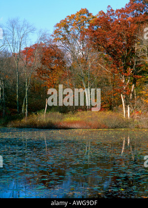 Roadside pond reflections Stock Photo - Alamy