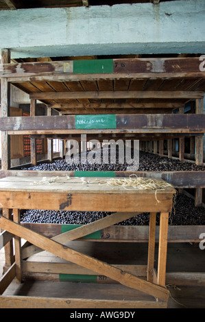 Caribbean, Windward Islands, Grenada, Nutmegs, Myristica fragrans ...