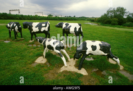 Concrete cow sculptures in the Buckinghamshire town of Milton Keynes ...