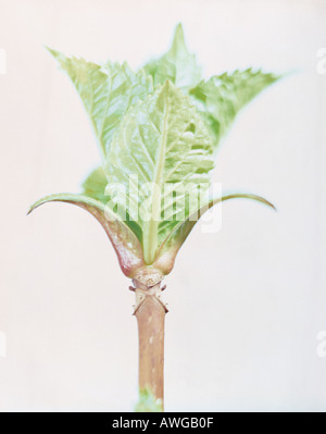 A plant green shoot bud Stock Photo - Alamy