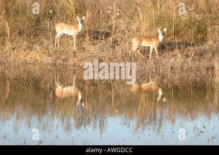 Alabama Morgan County,Decatur,Wheeler National Wildlife Refuge,Flint ...