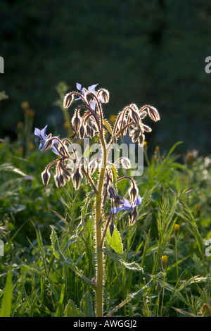 Borage Borago officinalis Corsica France Stock Photo - Alamy