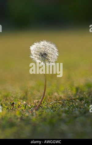 Common dandelion Taraxacum officinale seed heads are round balls of ...