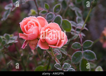 Frozen Pink roses with snow on top in warm light in garden Stock Photo ...