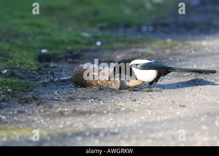 MAGPIE PICA PICA PECKING AT DEAD RABBITS EYE Stock Photo - Alamy