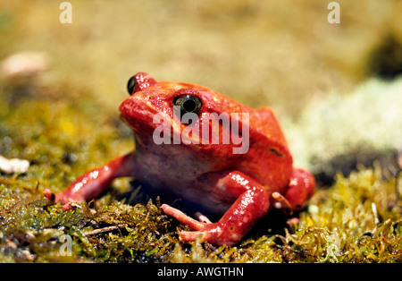 crapaud tomate Tomato Frog Perinet Madagascar Dyscophus antongilii ...