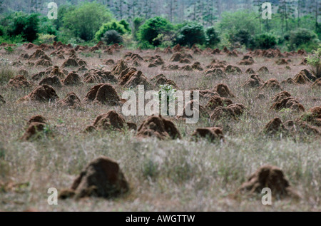 Namibia, termite hill, animals, insects, Pterygota, termite ...