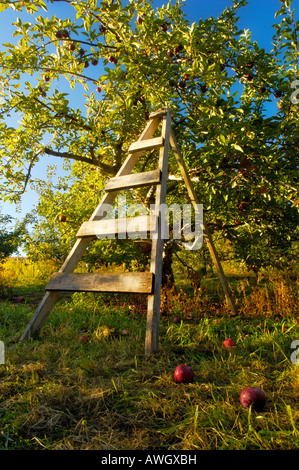 ladder in the appletree Stock Photo - Alamy