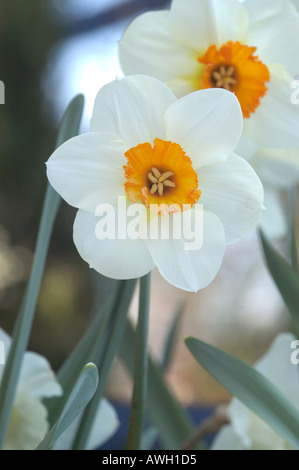 daffodil flower heads in groups of flowering plants Stock Photo - Alamy