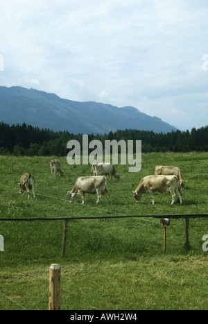 Cows while grazing in the alps of bavaria on a foggy day Stock Photo ...
