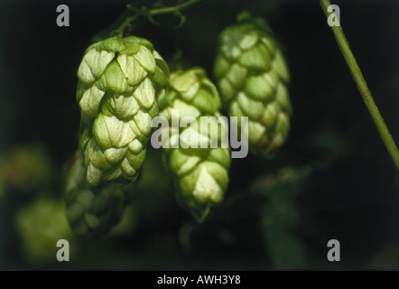 Female hop flowers, Humulus lupulus Stock Photo - Alamy