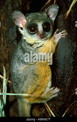 Lesser Bush Baby (Galago senegalensis) leaping Stock Photo - Alamy