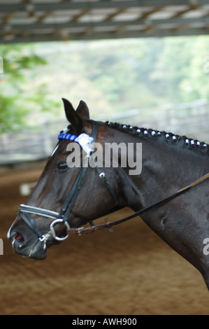 riding for the disabled dressage event Nambour Queensland Australia dsc ...