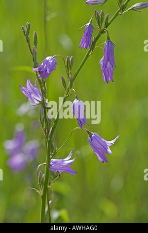 Rampion (Campanula rapunculus Stock Photo - Alamy
