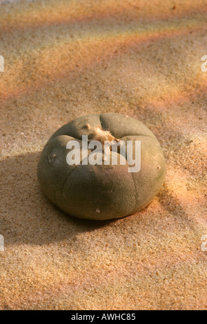 Peyote cactus button used as a hallucinogen by the Native American ...
