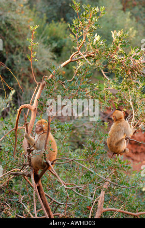 Morocco Central Morocco Cascades d Ouzoud Macaque Monkey Barbary Ape ...