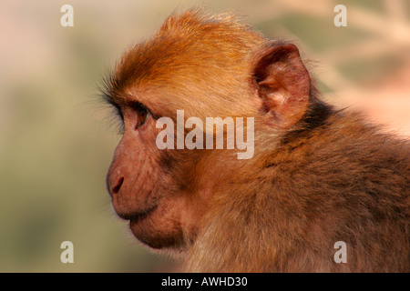 Morocco Central Morocco Cascades d Ouzoud Macaque Monkey Barbary Ape ...