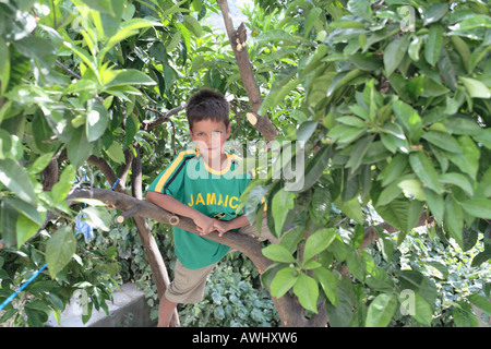 Italy Liguria Imperia boy climbing orange tree 8 years Stock Photo - Alamy