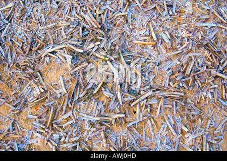Multitude of razor shells on the beach Stock Photo - Alamy