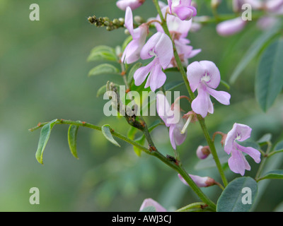 Australian Indigo (Indigofera australis), flowering Stock Photo - Alamy