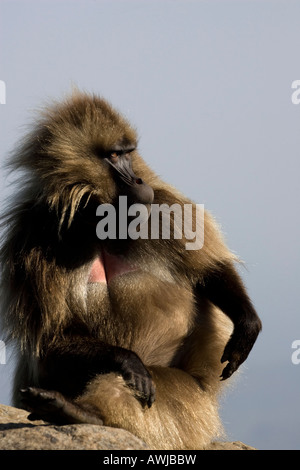 Gelada Baboon (Theropithecus gelada) endemic species, sitting on the ...