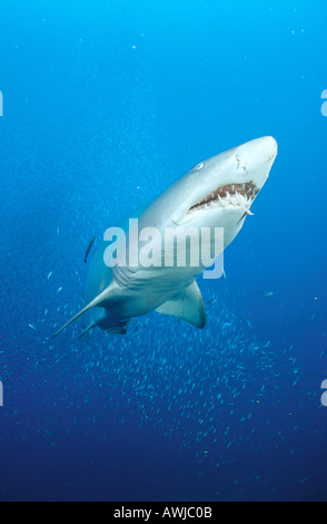 Low angle underwater view of tiger shark swimming past, Tiger Beach ...