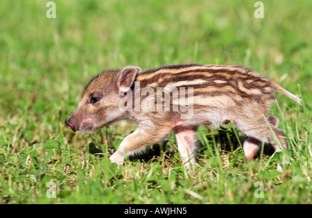 A wild boar (Sus scrofa) walks through a meadow of tall green grass ...