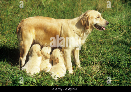 she-dog suckles puppies Stock Photo - Alamy