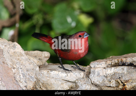 Fire Finches (Lagonosticta rubricata) African Firefinch. Blue-billed ...