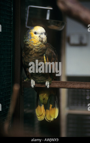 St Vincent Amazon PARROT Stock Photo - Alamy