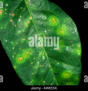 California red scale insect (Aonidiella aurantii) encrusting lemon twig ...