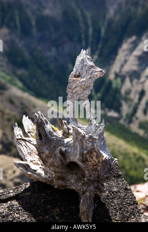 Skeletal dead trees look like weird creatures on Table Mountain Alberta ...