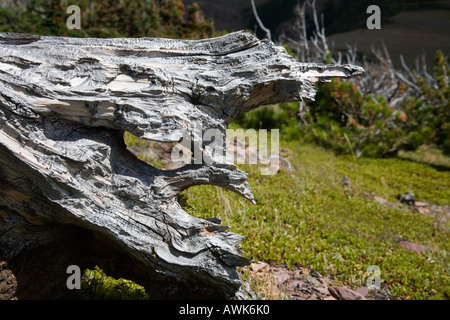 Skeletal dead trees look like weird creatures on Table Mountain Alberta ...