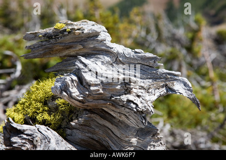 Skeletal dead trees look like weird creatures on Table Mountain Alberta ...